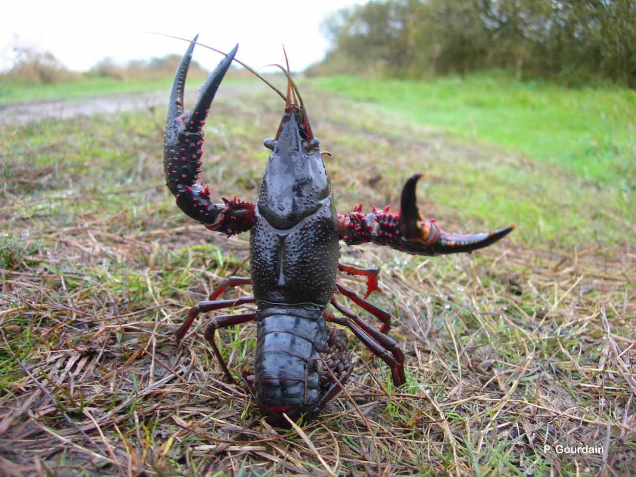 crevisse-de-louisiane-procambarus-clarkii-f-d-ration-de-p-che-des